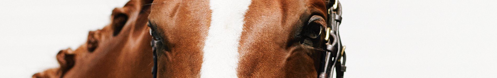 Kids Sweaters – Asmar Equestrian